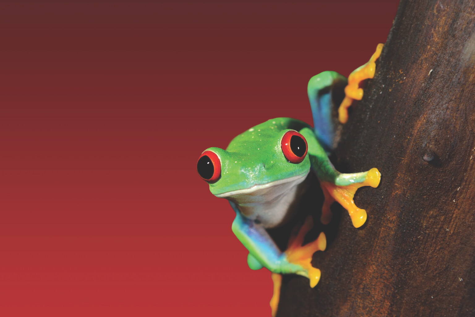 Graphic Films for the Retail Industry